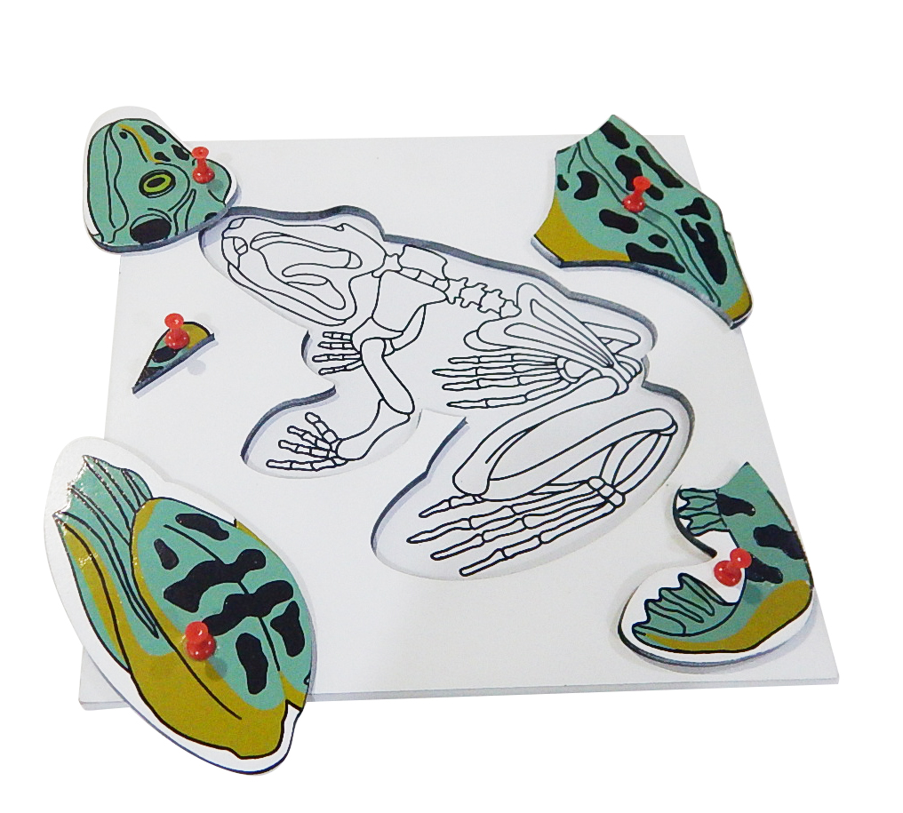 แผ่นต่อภาพรูปโครงกระดูกกบ (Frog Skeleton Puzzle) - AlterAce